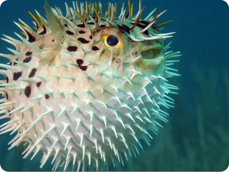 Animal Science Lesson Plan | Science4Us