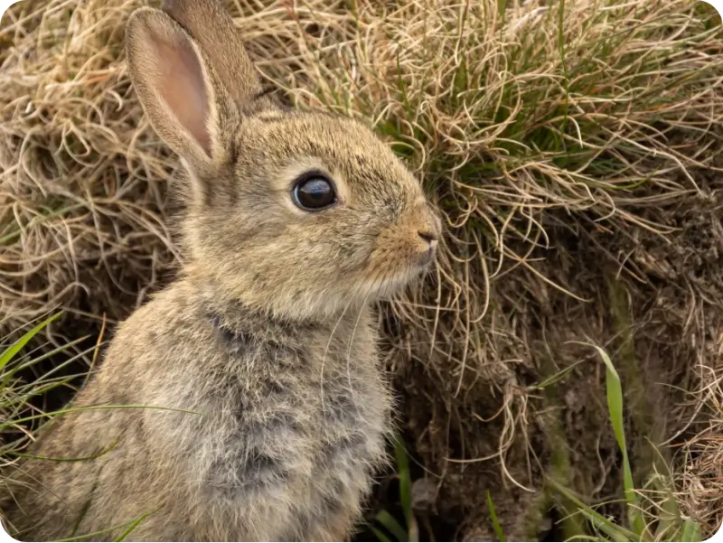 Living/NonLiving Lesson Plan | Science4Us